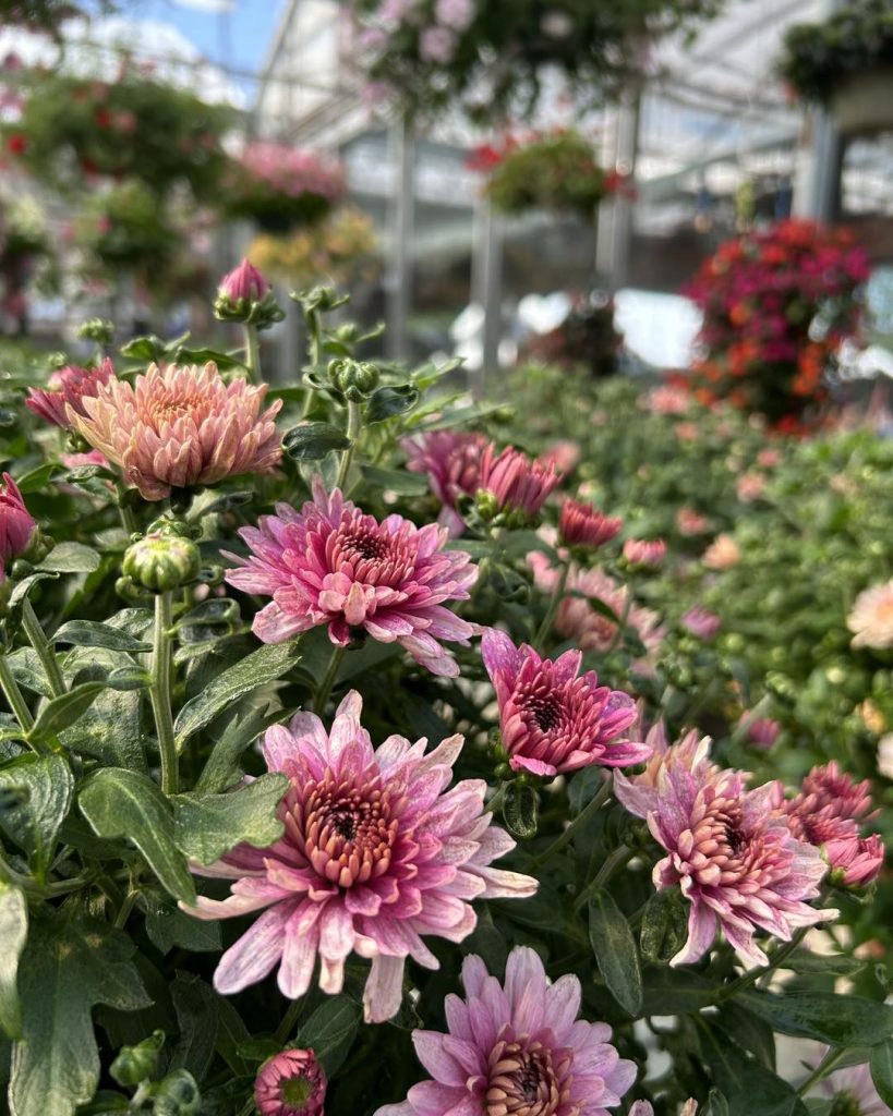 fall mums - Whitney's Farm Market & Garden Center